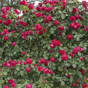 Quality Rose Bush Selection in San Leandro East Bay - Evergreen Nursery