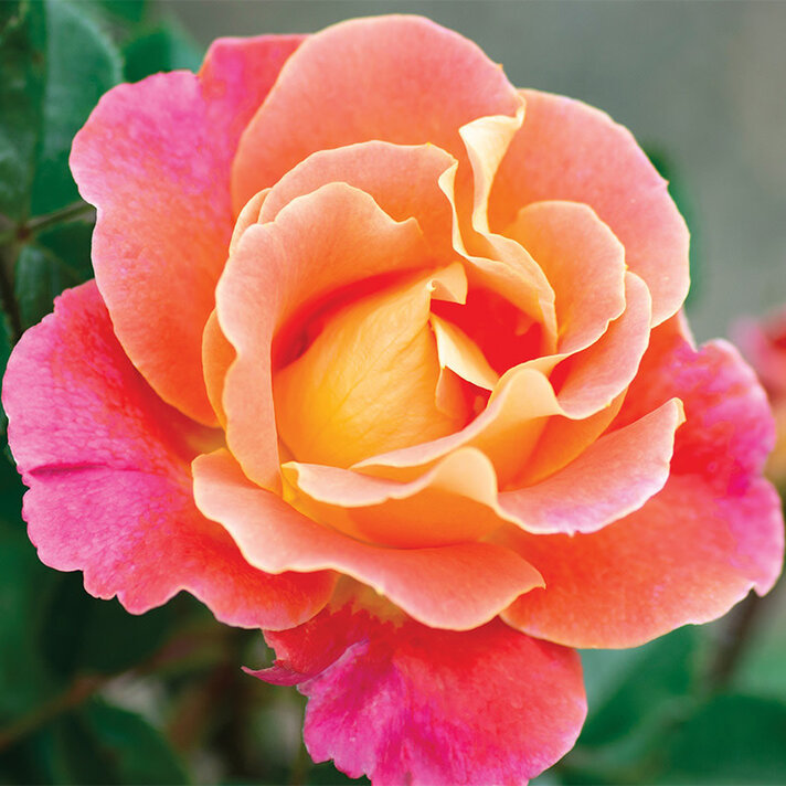 Quality Rose Bush Selection in San Leandro East Bay - Evergreen Nursery