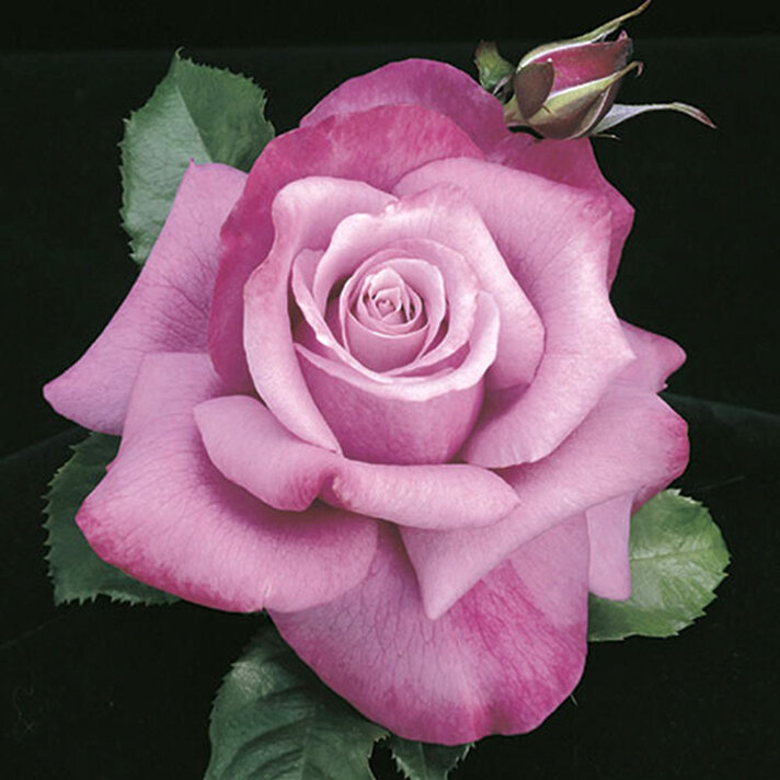 Quality Rose Bush Selection in San Leandro East Bay - Evergreen Nursery