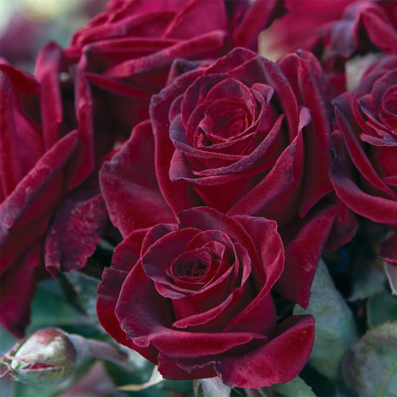 Rose 'Black Baccara' - Evergreen Nursery