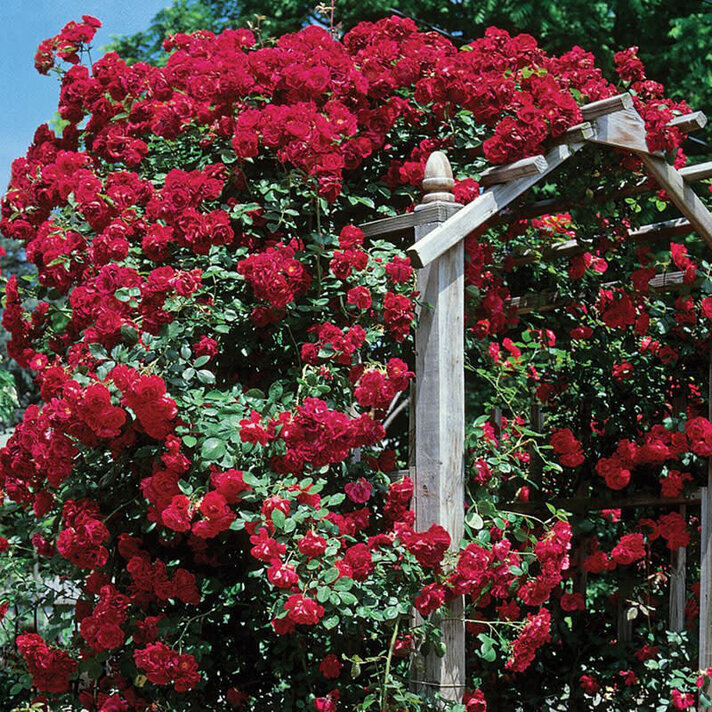 Quality Rose Bush Selection in San Leandro East Bay - Evergreen Nursery