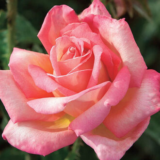 Quality Rose Bush Selection in San Leandro East Bay - Evergreen Nursery