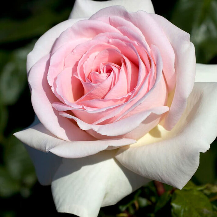 Quality Rose Bush Selection in San Leandro East Bay - Evergreen Nursery