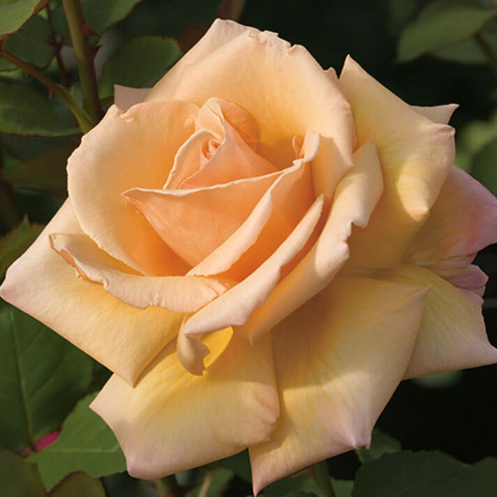 Quality Rose Bush Selection in San Leandro East Bay - Evergreen Nursery