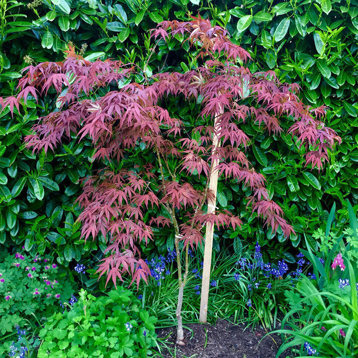 Quality Japanese Maple Trees in San Leandro East Bay - Evergreen Nursery