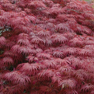 Quality Japanese Maple Trees in San Leandro East Bay - Evergreen Nursery