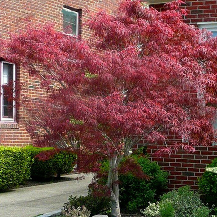 Quality Japanese Maple Trees in San Leandro East Bay - Evergreen Nursery