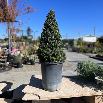 Quality Flowering Bushes & Shrubs in San Leandro East Bay - Evergreen ...