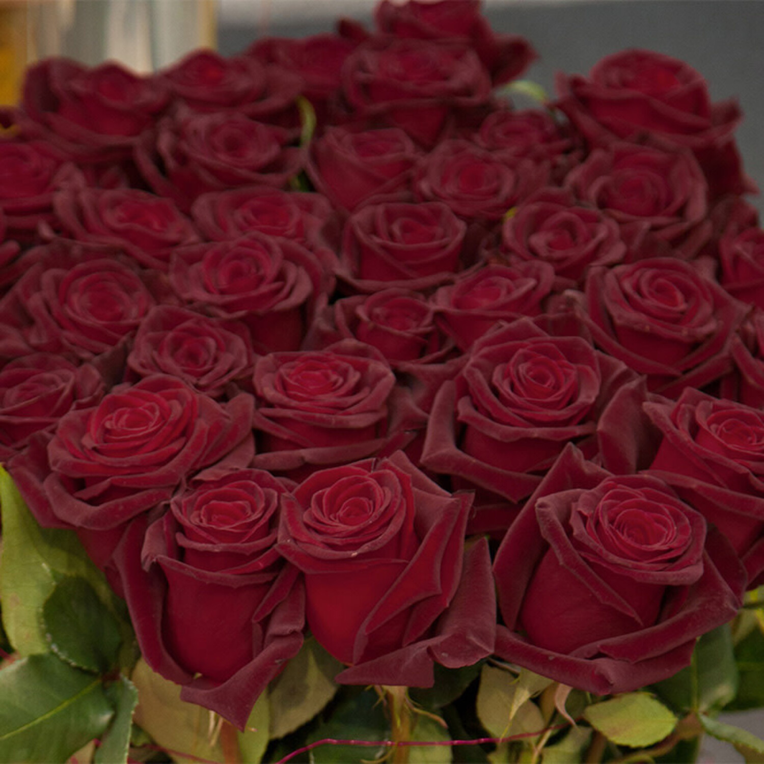 Rose 'Black Baccara' - Evergreen Nursery