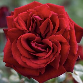 Quality Rose Bush Selection in San Leandro East Bay - Evergreen Nursery