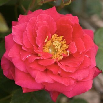 Quality Rose Bush Selection in San Leandro East Bay - Evergreen Nursery