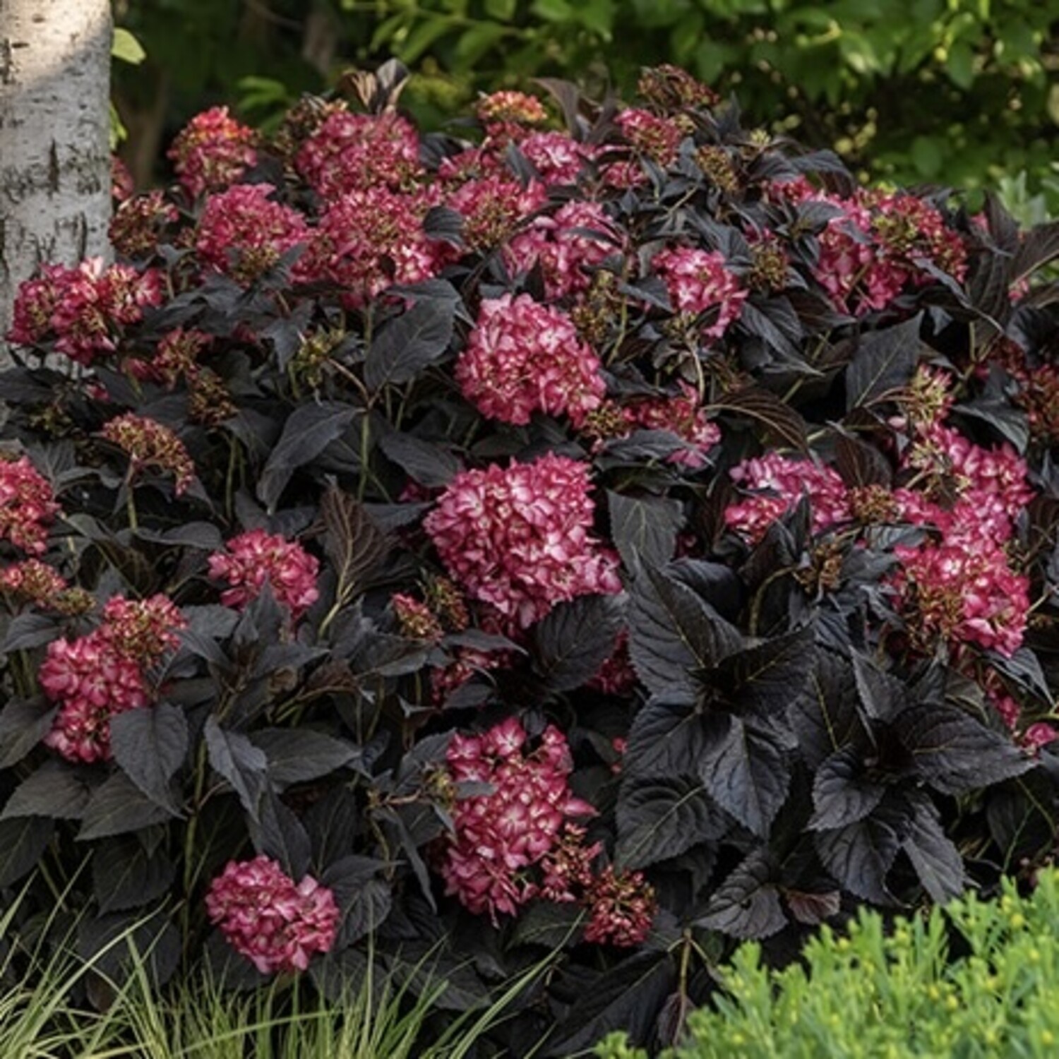 Hydrangea 'FE® Eclipse' 3gal - Evergreen Nursery