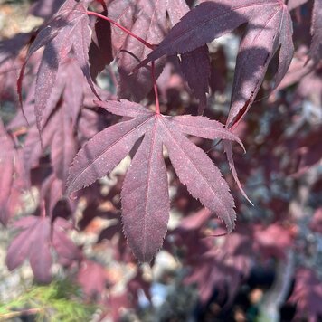 Quality Japanese Maple Trees in San Leandro East Bay - Evergreen Nursery
