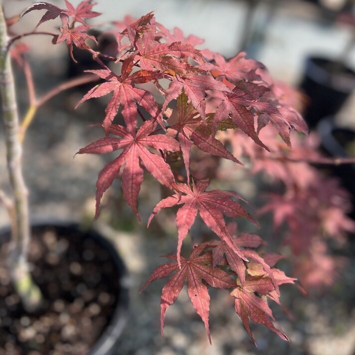 Quality Japanese Maple Trees in San Leandro East Bay - Evergreen Nursery
