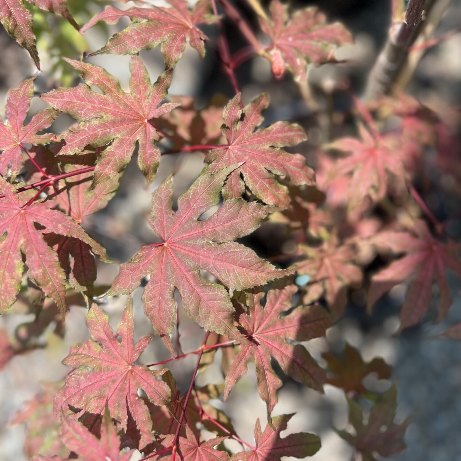 Purple Ghost Japanese Maple Japanese Maple—purple Ghost