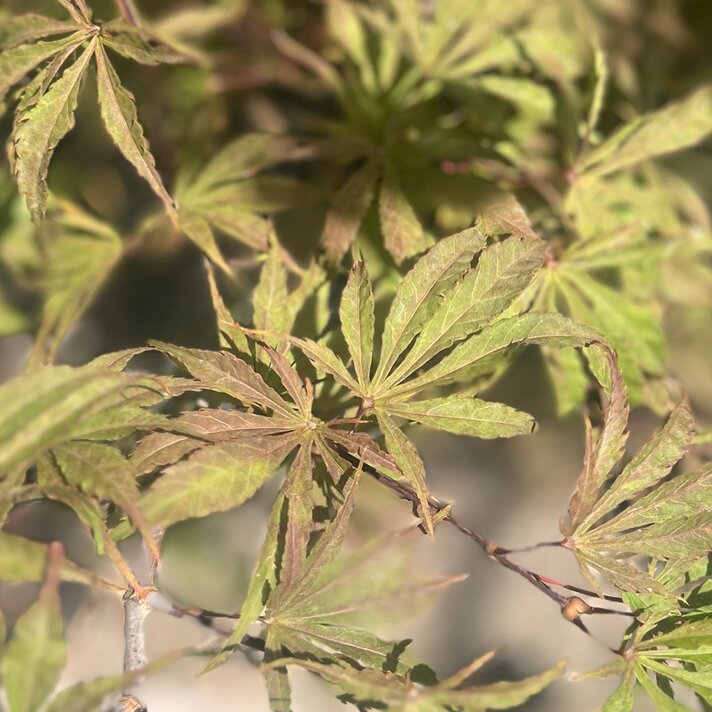 Quality Japanese Maple Trees in San Leandro East Bay - Evergreen Nursery