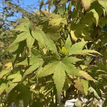 Quality Japanese Maple Trees in San Leandro East Bay - Evergreen Nursery