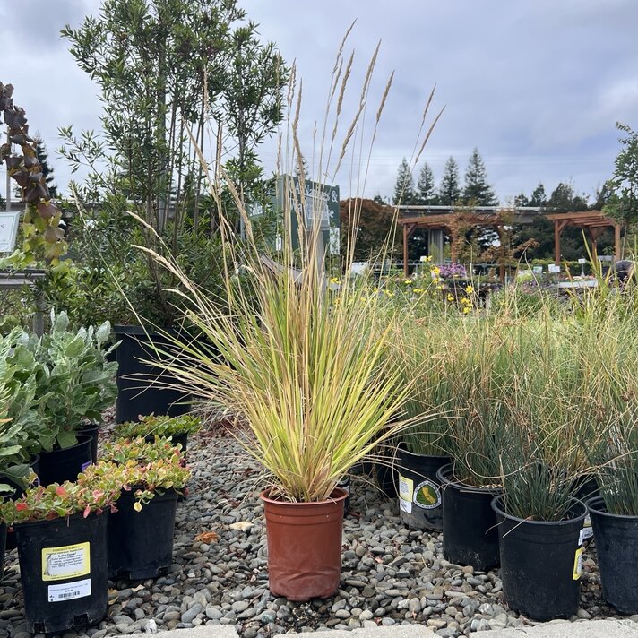 Quality California Native plants in San Leandro East Bay - Evergreen ...