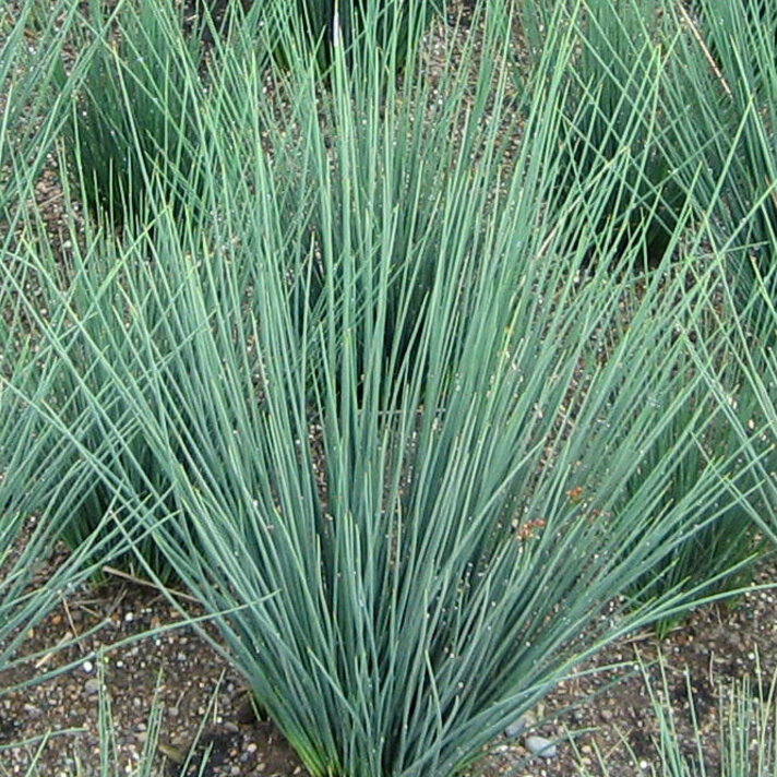 Quality California Native plants in San Leandro East Bay - Evergreen ...