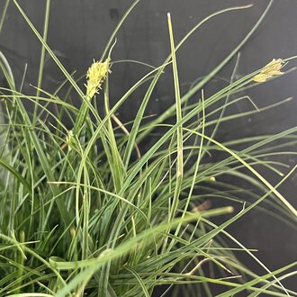 Quality California Native plants in San Leandro East Bay - Evergreen ...
