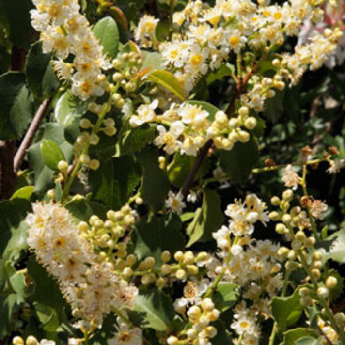Quality California Native plants in San Leandro East Bay - Evergreen ...
