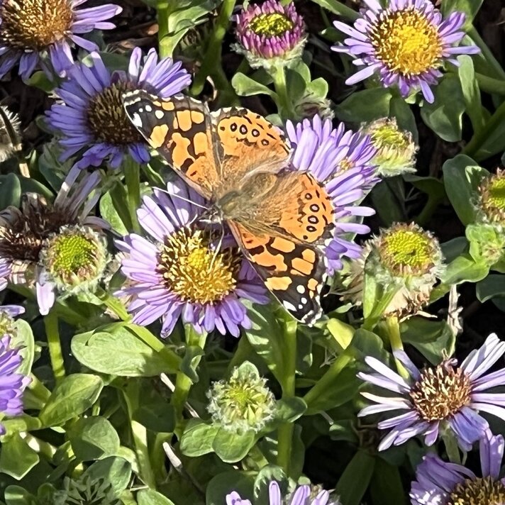 Quality California Native plants in San Leandro East Bay - Evergreen ...