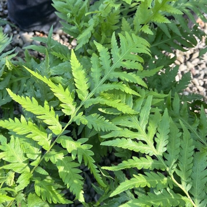 Quality California Native plants in San Leandro East Bay - Evergreen ...