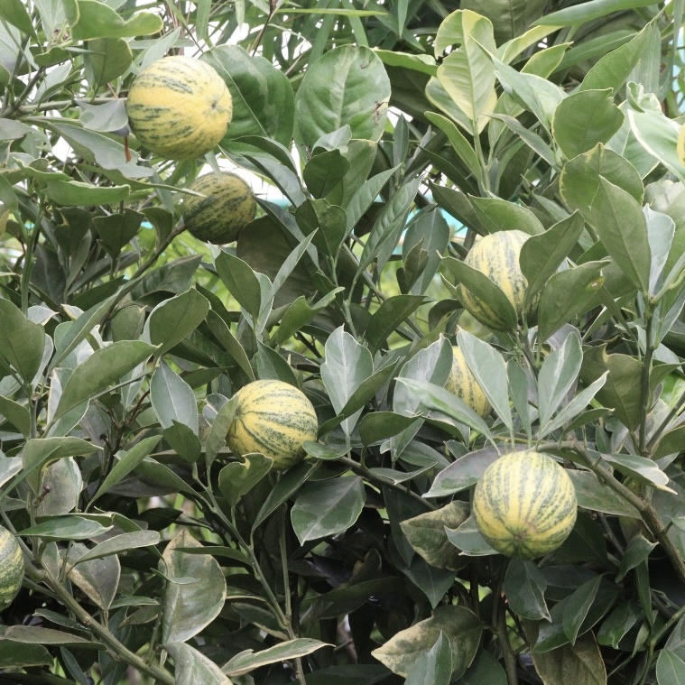 Lemon 'Pink Variegated' - Evergreen Nursery