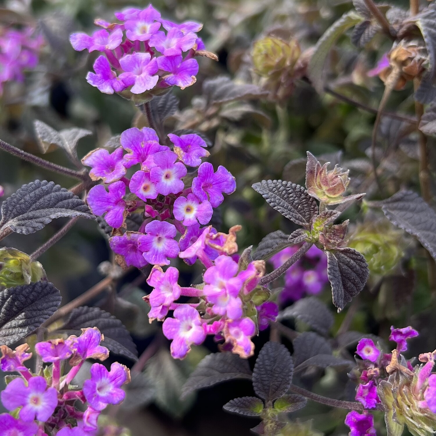 Lantana montevidensis 'Trailing Lavender' - Evergreen Nursery