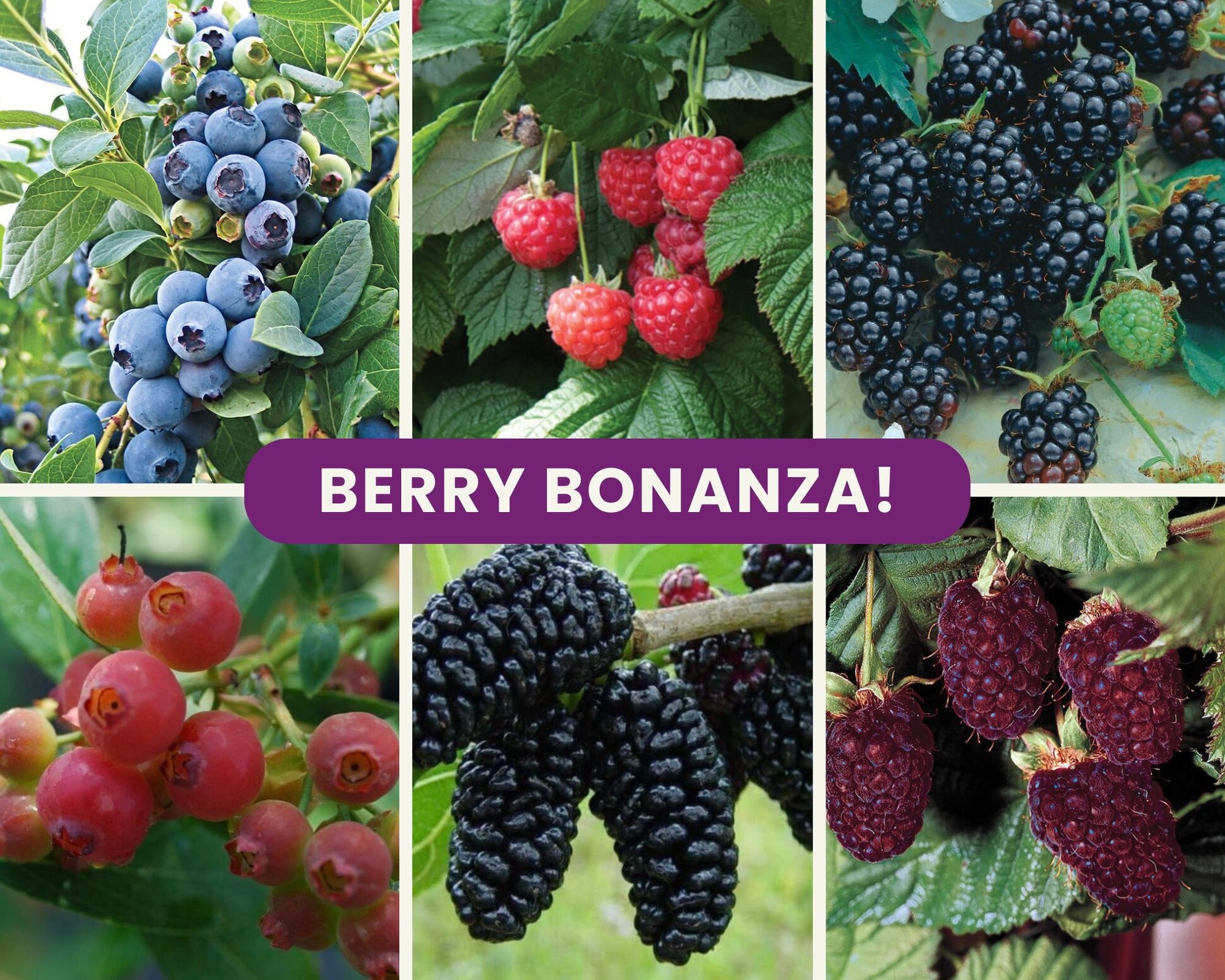 Evergreen Nursery Blog & Events - Sweet Tips For Growing Berries ...