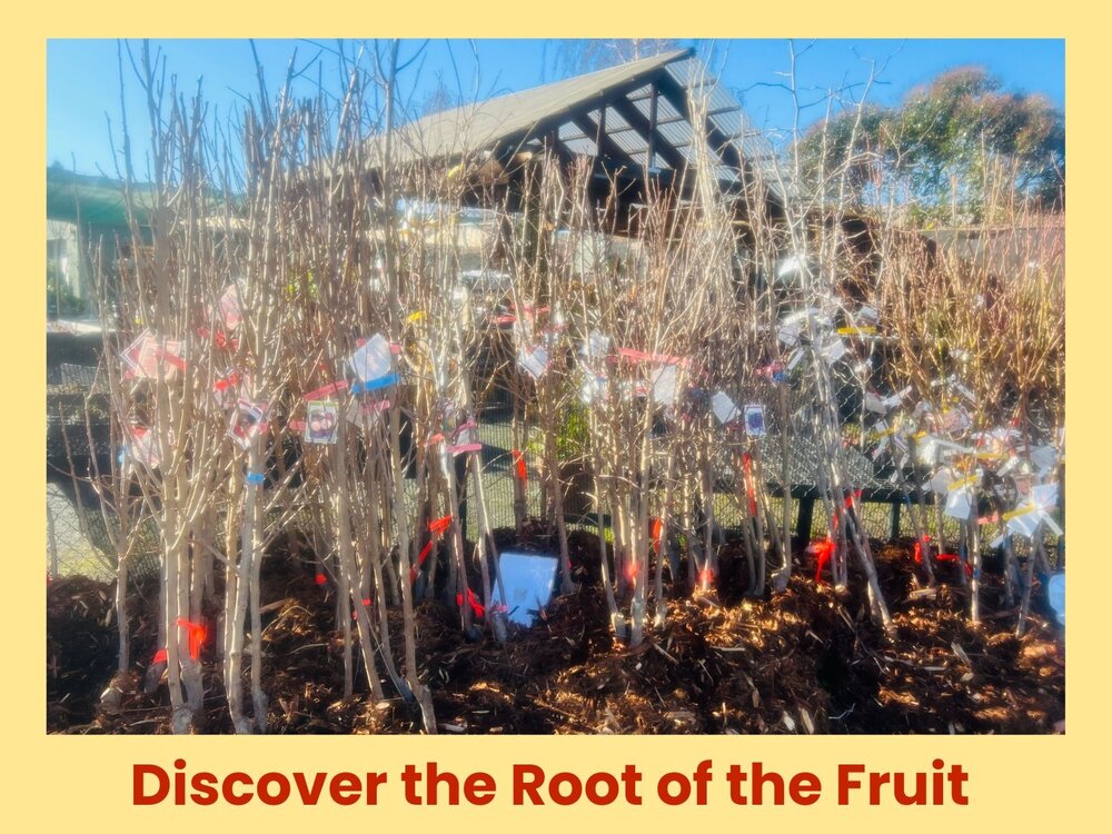 Evergreen Nursery Blog - Evergreen Nursery