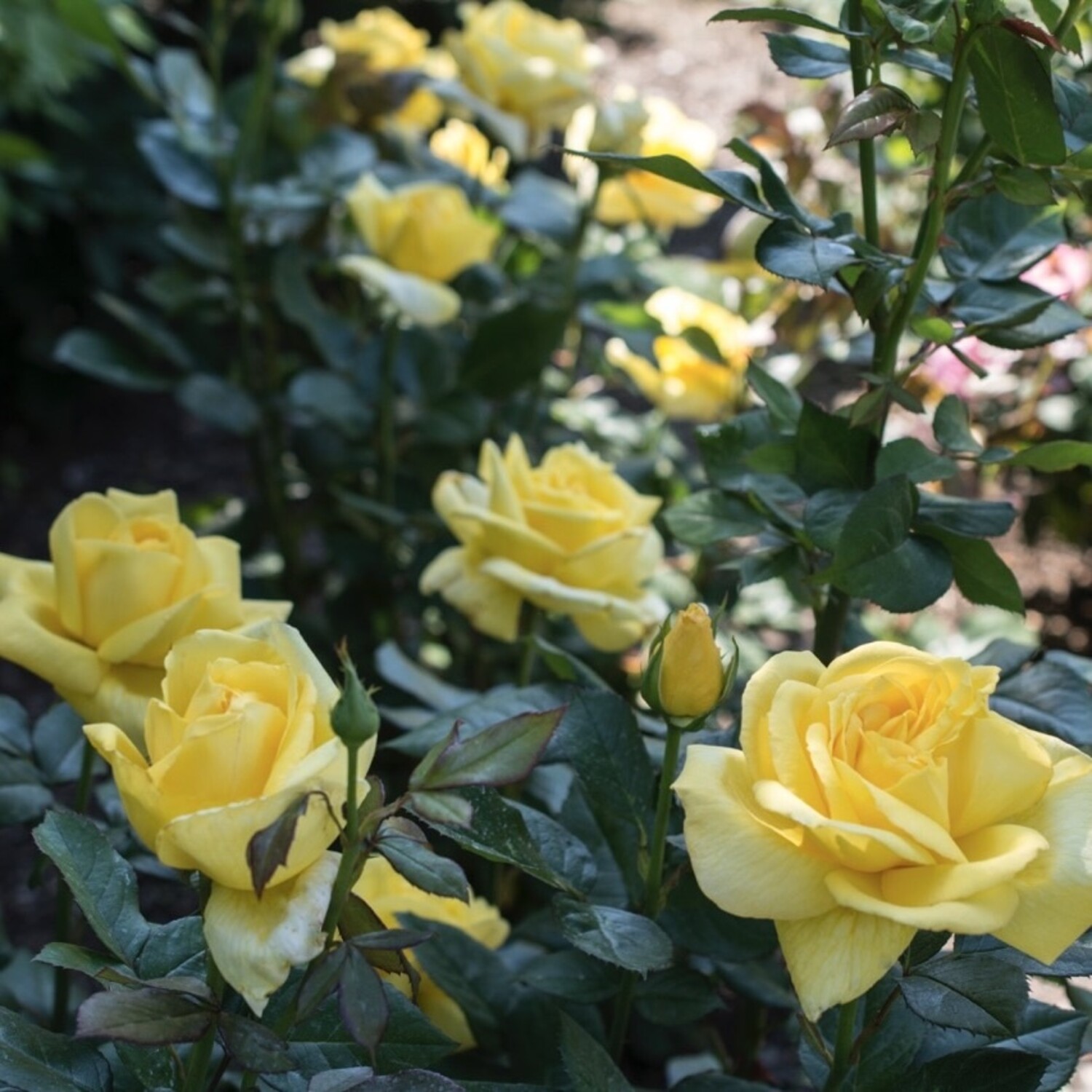 Rose 'Eternal Flame™' HT - Evergreen Nursery