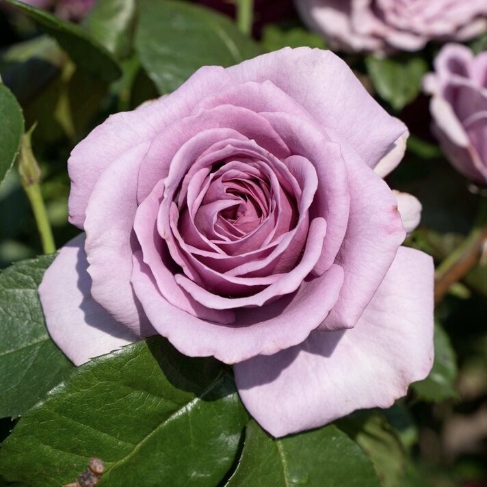 Quality Rose Bush Selection in San Leandro East Bay - Evergreen Nursery