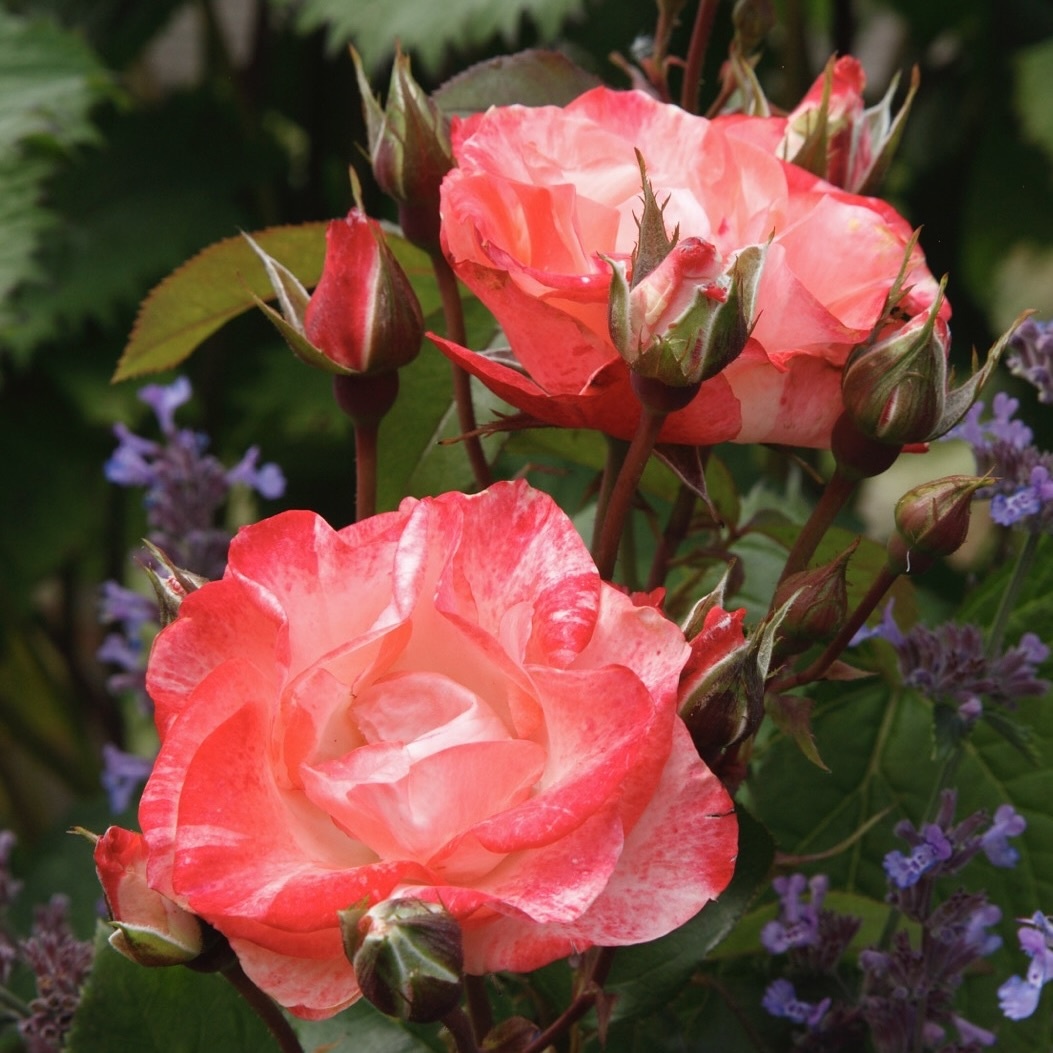 Rose 'Color Splash™' FL - Evergreen Nursery