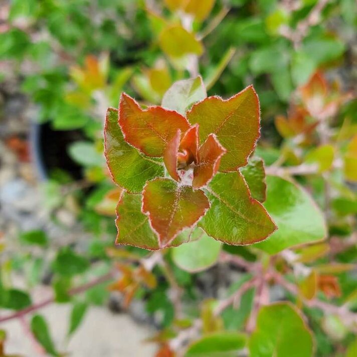 Quality California Native plants in San Leandro East Bay - Evergreen ...