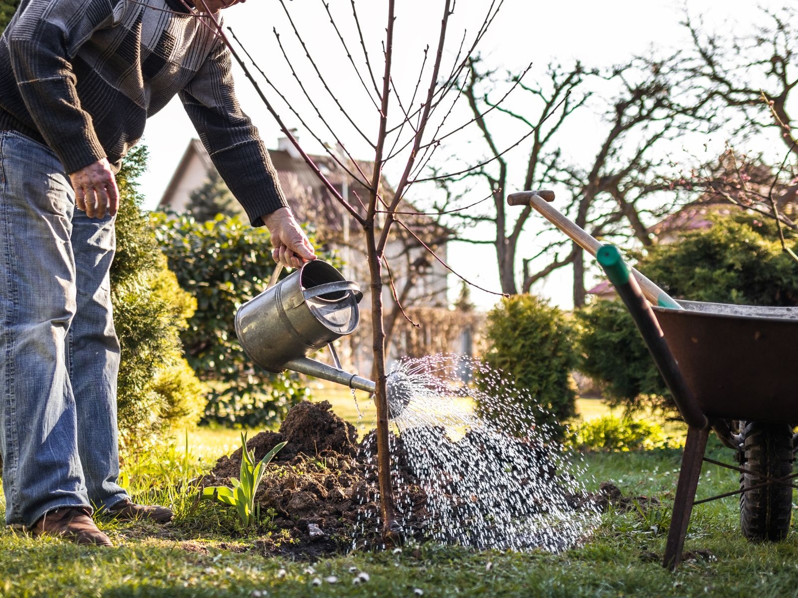 Evergreen Nursery Blog & Events - How To Plant Bare Root Fruit Trees In ...