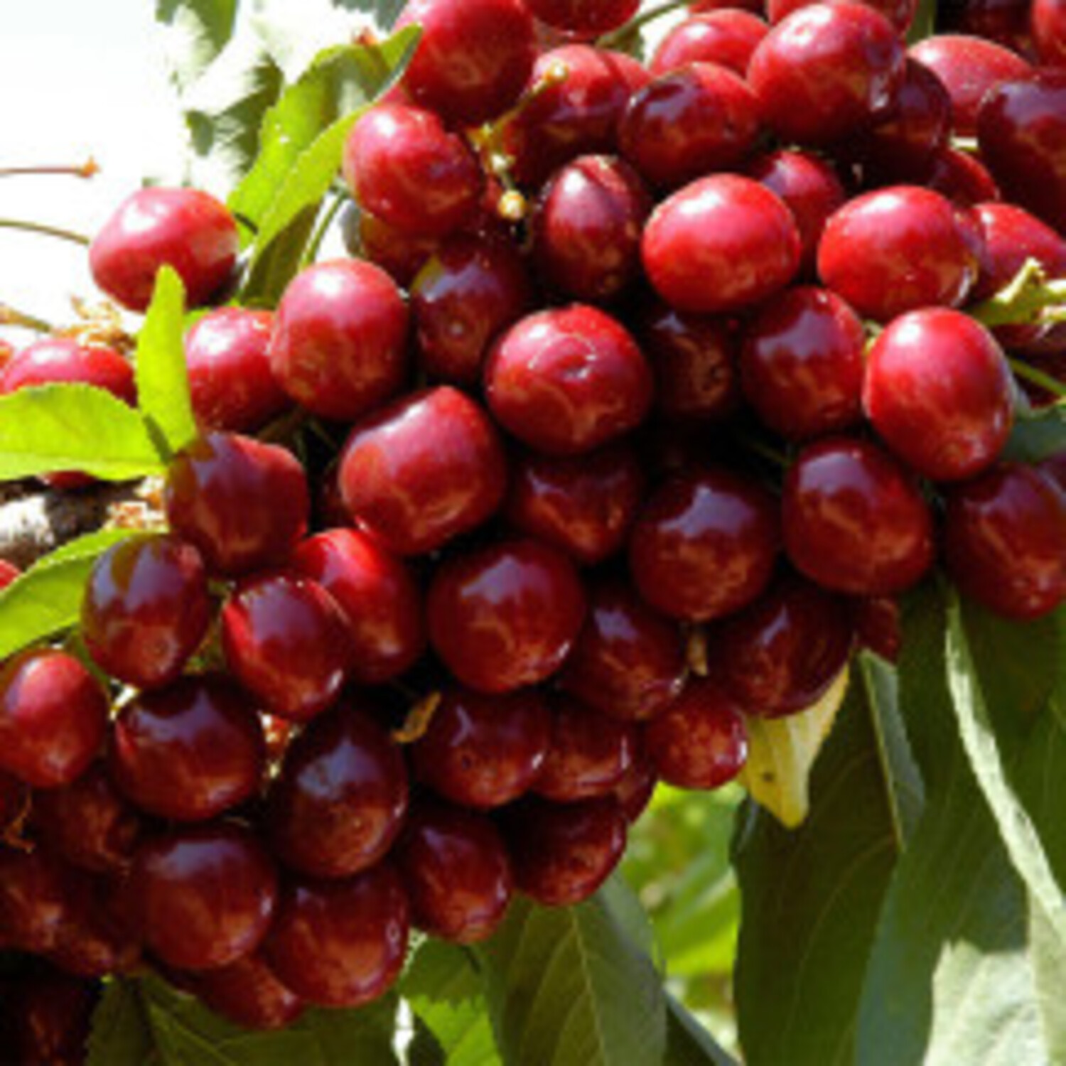 Cherry 'Lapins' on Maxma RS. - Evergreen Nursery