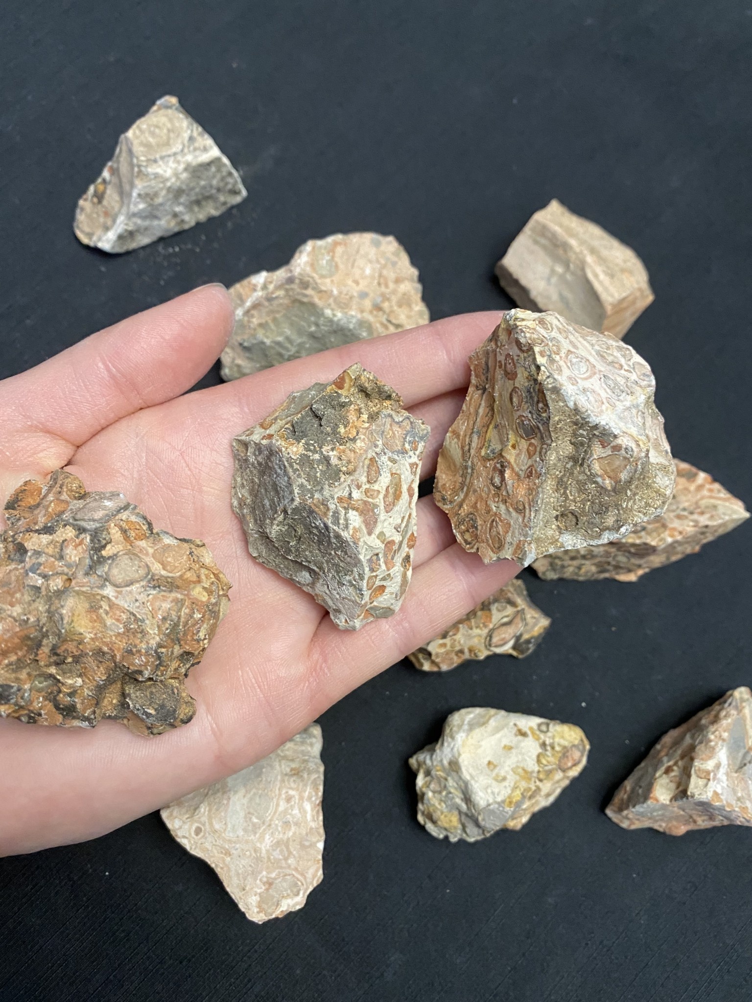 Rough Leopardite Size Small 500gr Bulk Pack - The Raw Rock Shop Inc.