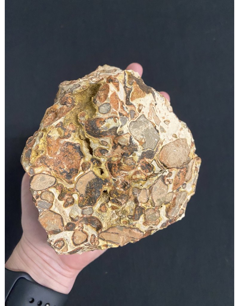 Rough Leopardite Size 15 [1400-1499gr] - The Raw Rock Shop Inc.