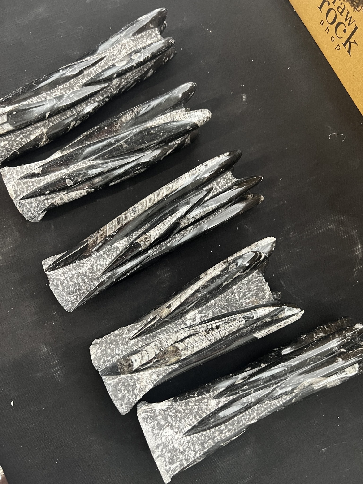 Orthoceras Tower, Orthoceras Fossil 27-30cm - The Raw Rock Shop Inc.