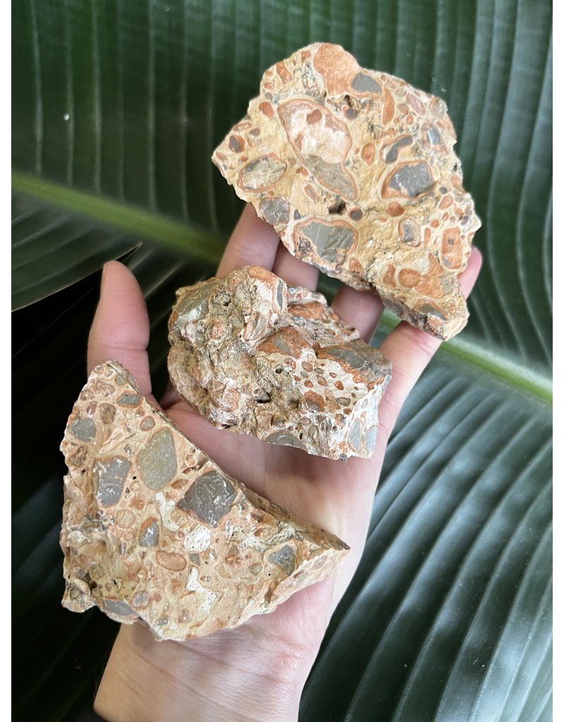 Rough Leopardite Size 2 [100-199gr] - The Raw Rock Shop Inc.