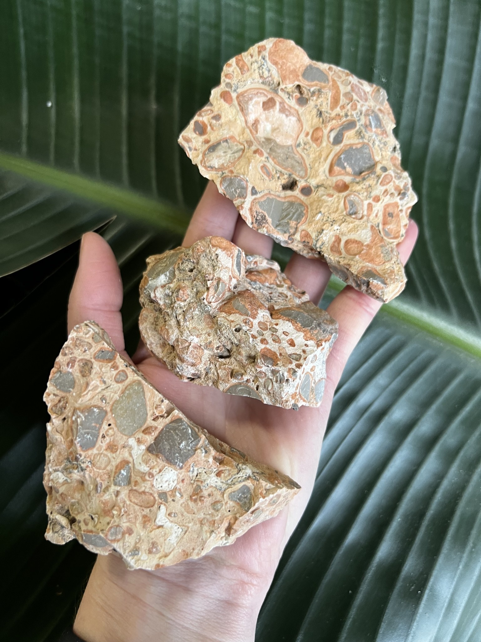 Rough Leopardite Size 2 [100-199gr] - The Raw Rock Shop Inc.