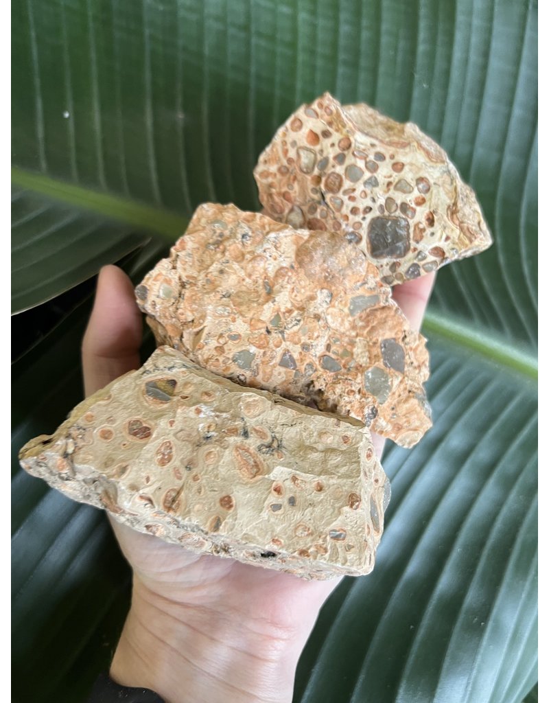 Rough Leopardite Size 3 [200-299gr] - The Raw Rock Shop Inc.