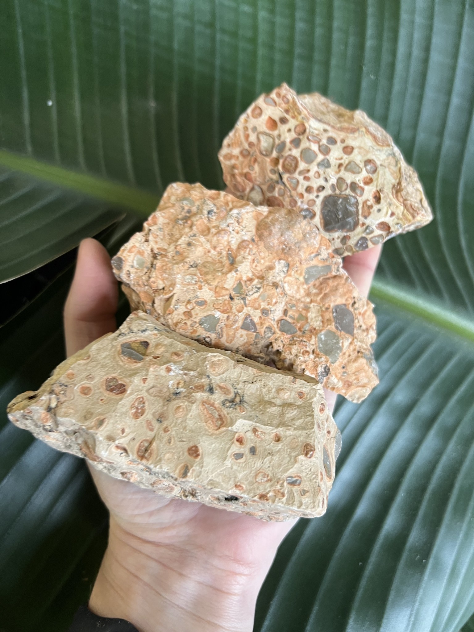 Rough Leopardite Size 3 [200-299gr] - The Raw Rock Shop Inc.