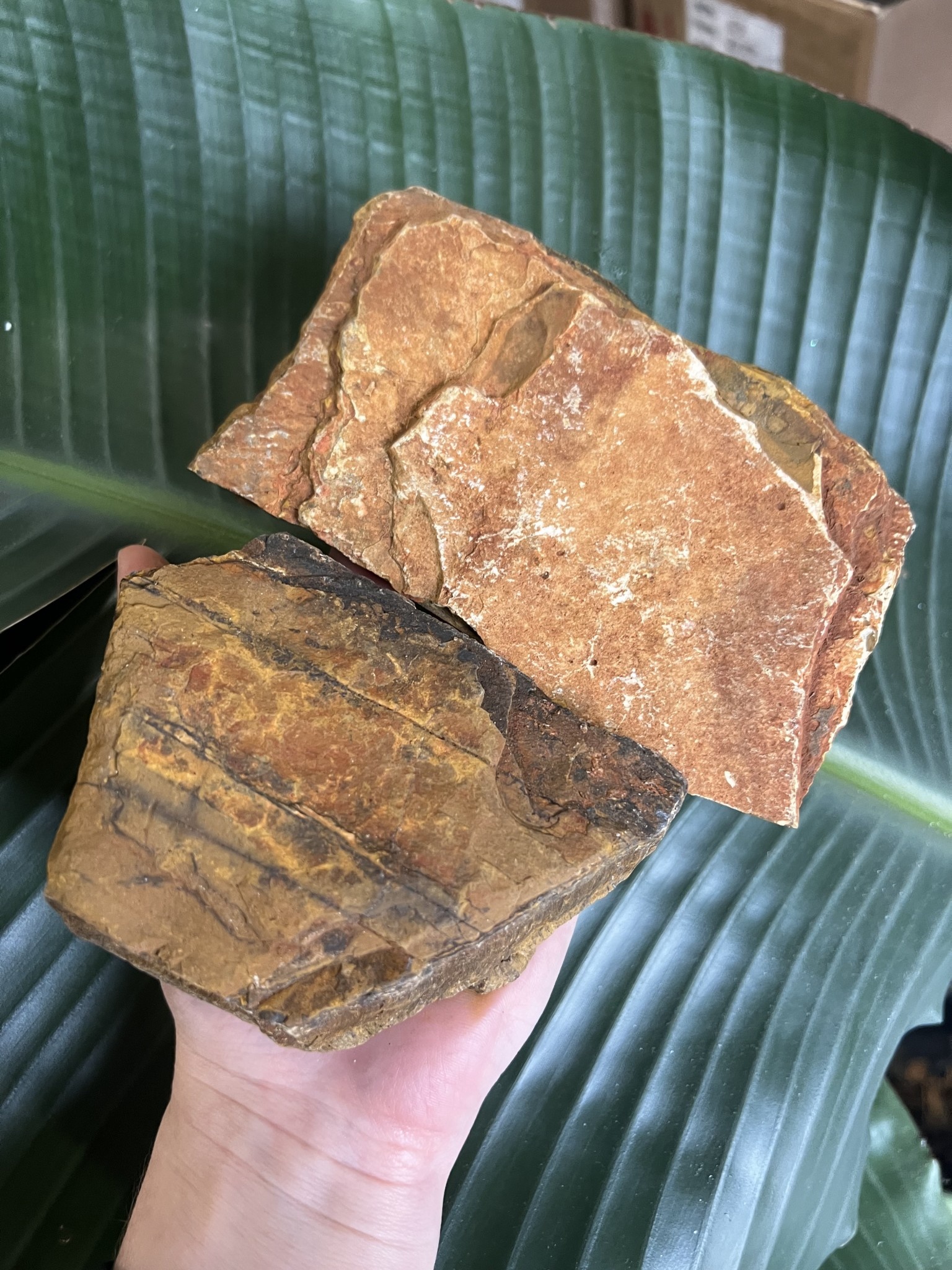 Rough Gold Tiger Eye Size 6 500 599gr