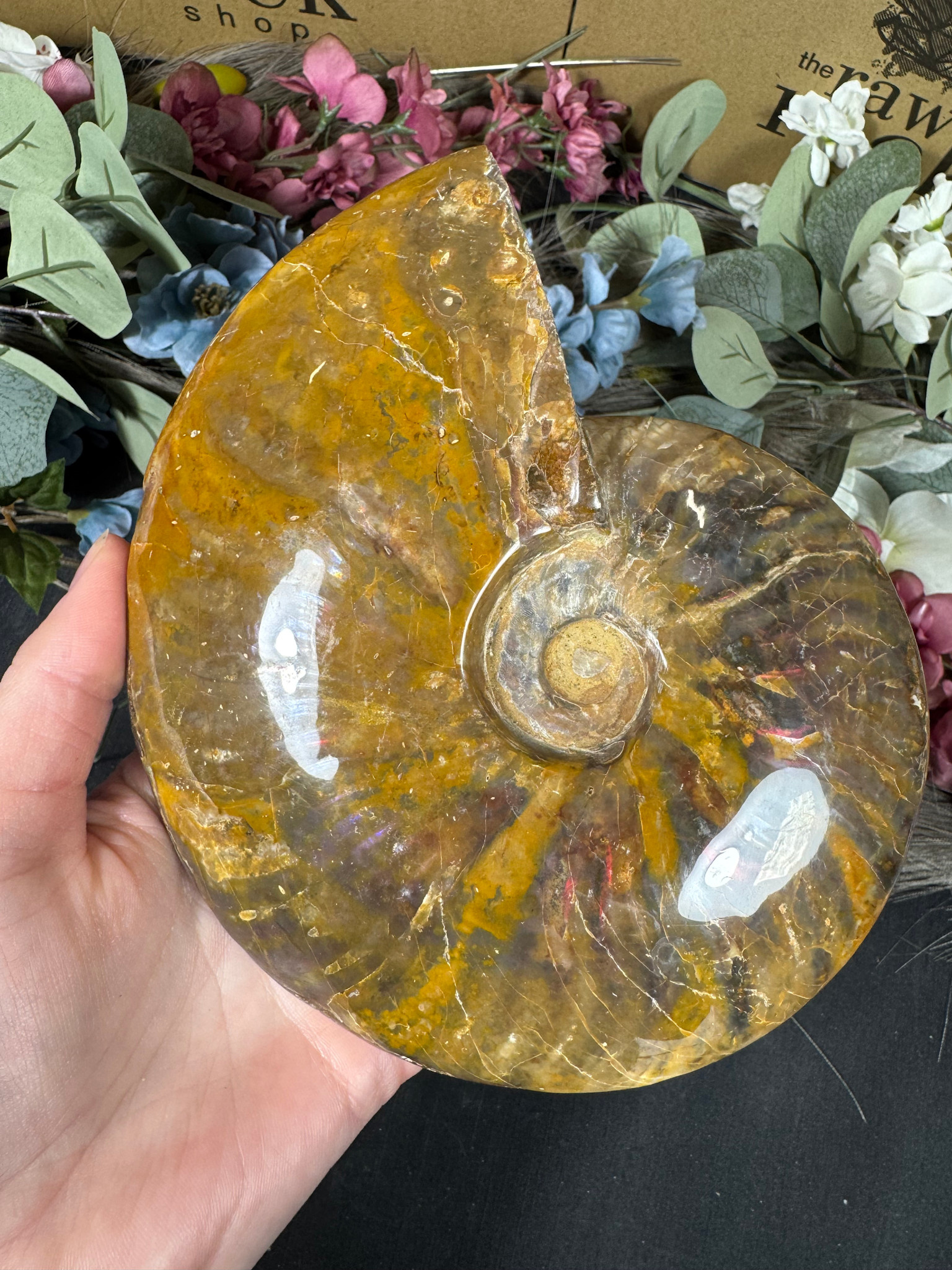 Whole Ammonite #20, 1102gr - The Raw Rock Shop Inc.