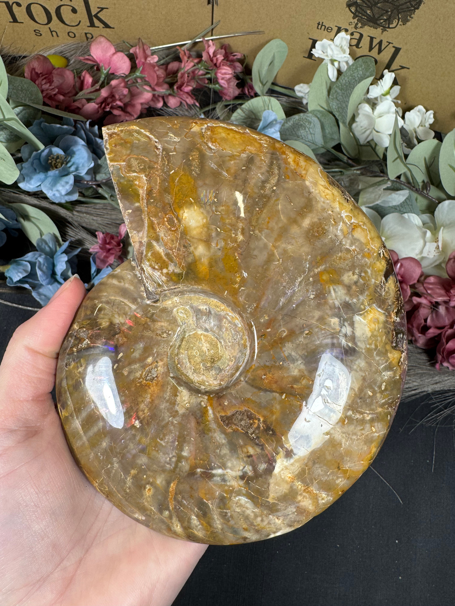 Whole Ammonite #20, 1102gr - The Raw Rock Shop Inc.