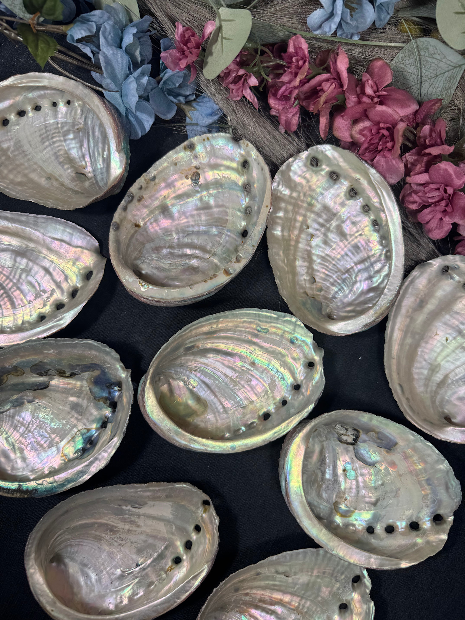 Abalone Shell - The Raw Rock Shop Inc.