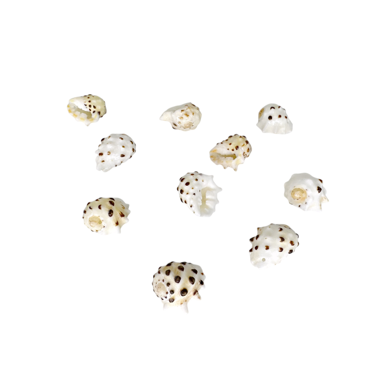 2-2.5cm Drilled Drupe Shell Pack of 10 - Maka Imports