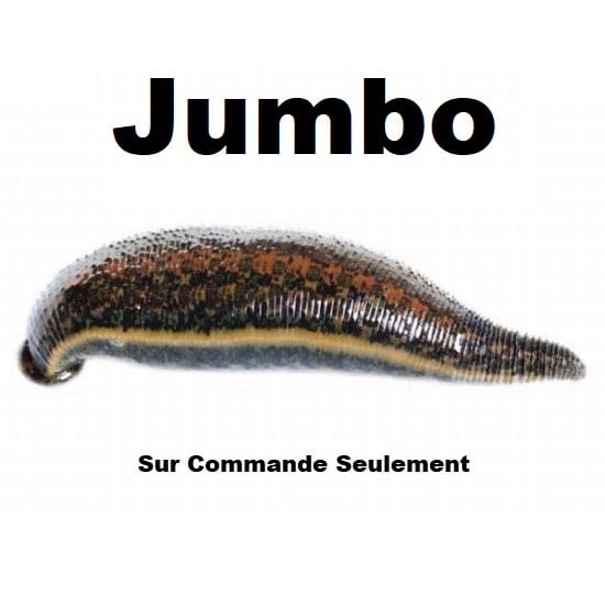 Sangsues Vivantes 1 Livre (JUMBO) SUR COMMANDE UNIQUEMENT - Zone Chasse ...